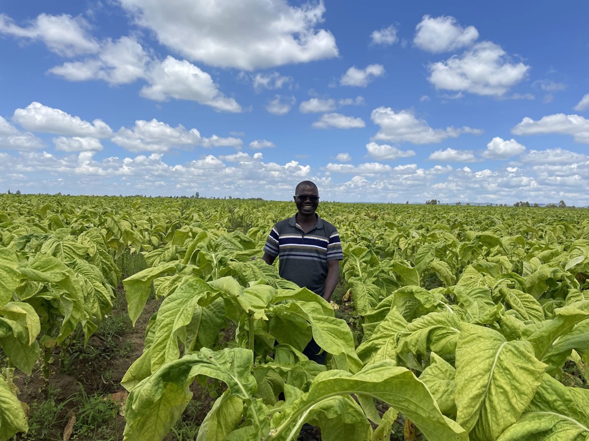 Processing and Exporting Tobacco from Tanzania